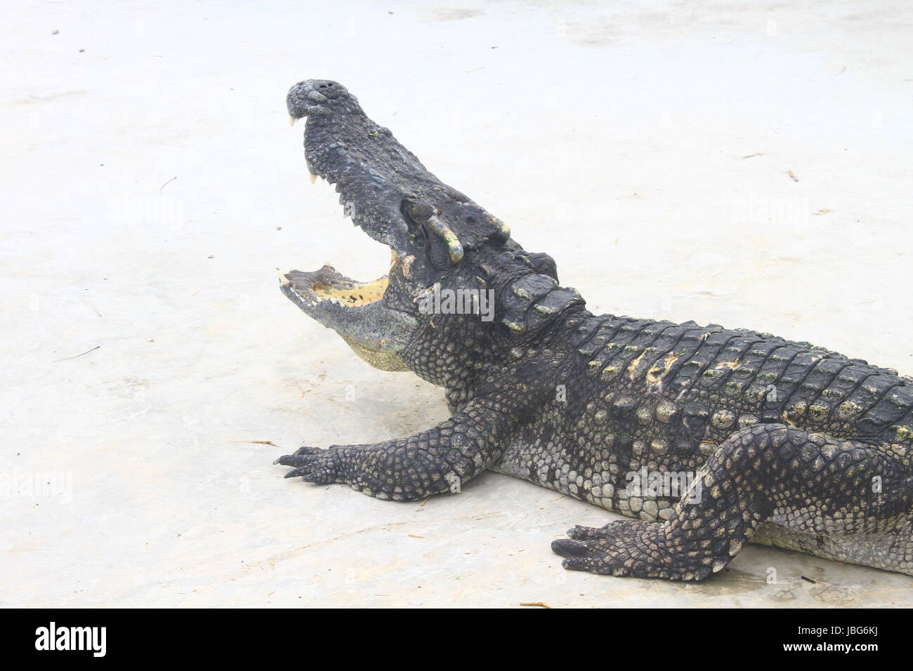 Close up Crocodiles in a farm, Thailand Stock Photo - Alamy