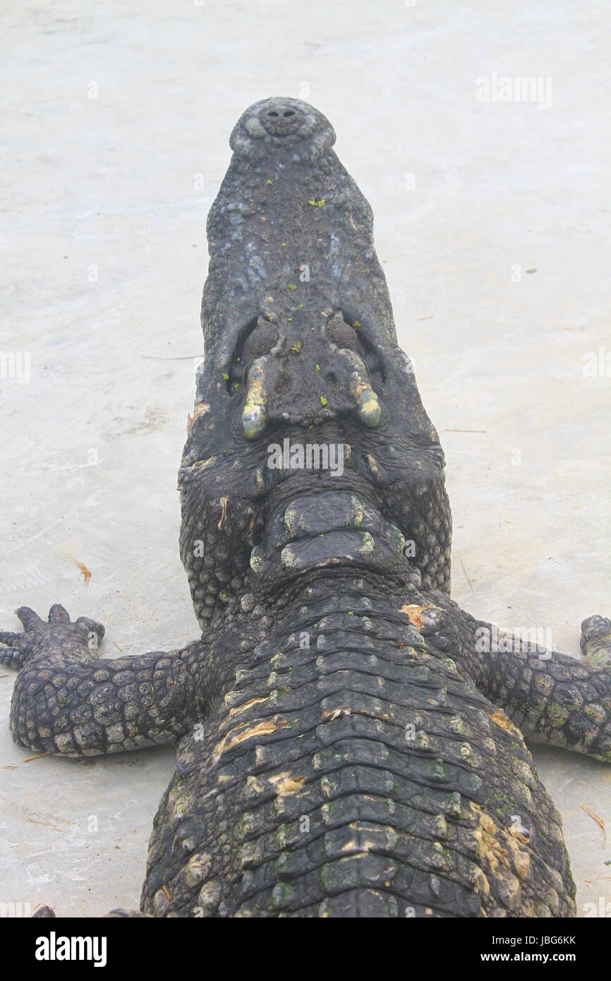 Crocodiles in thailand hi-res stock photography and images - Alamy