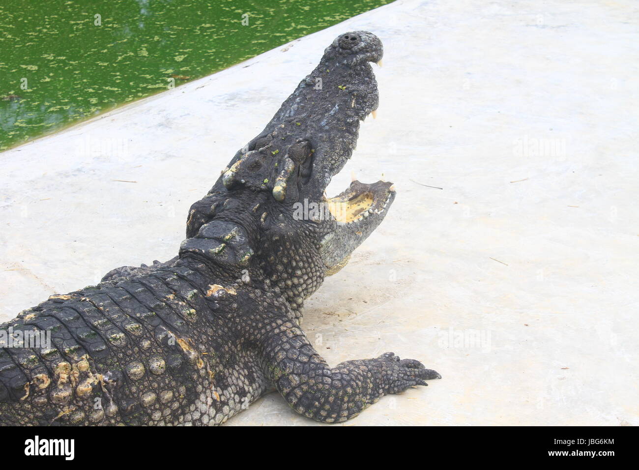 Crocodiles in farm thailand hi-res stock photography and images - Alamy
