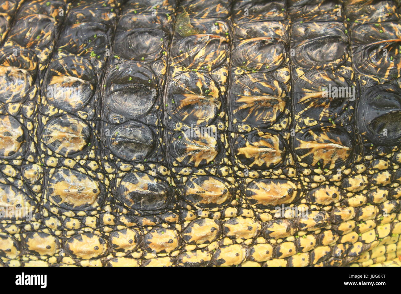 Crocodile skin texture, close up skin texture and background Stock ...
