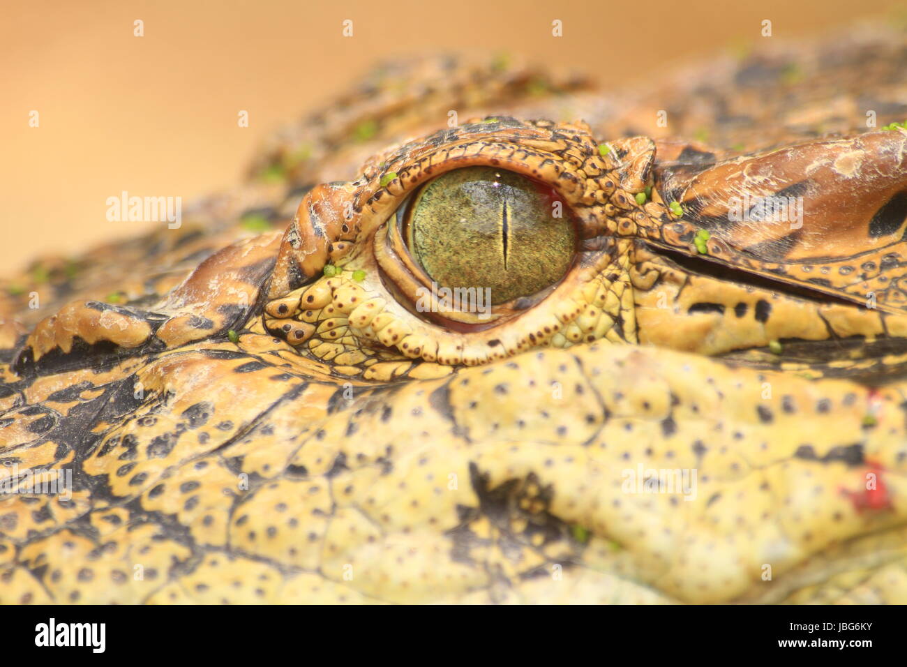 close up of the Crocodile eye, portrait of exotic reptile Stock Photo ...