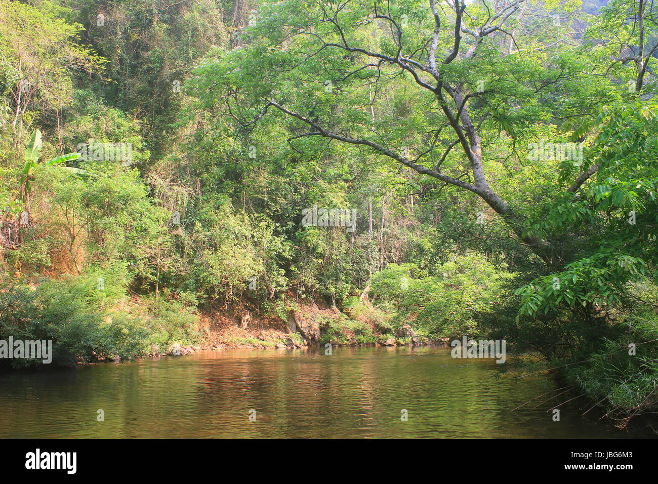 River in deep forest, river in evergreen forest in Thailand Stock Photo ...