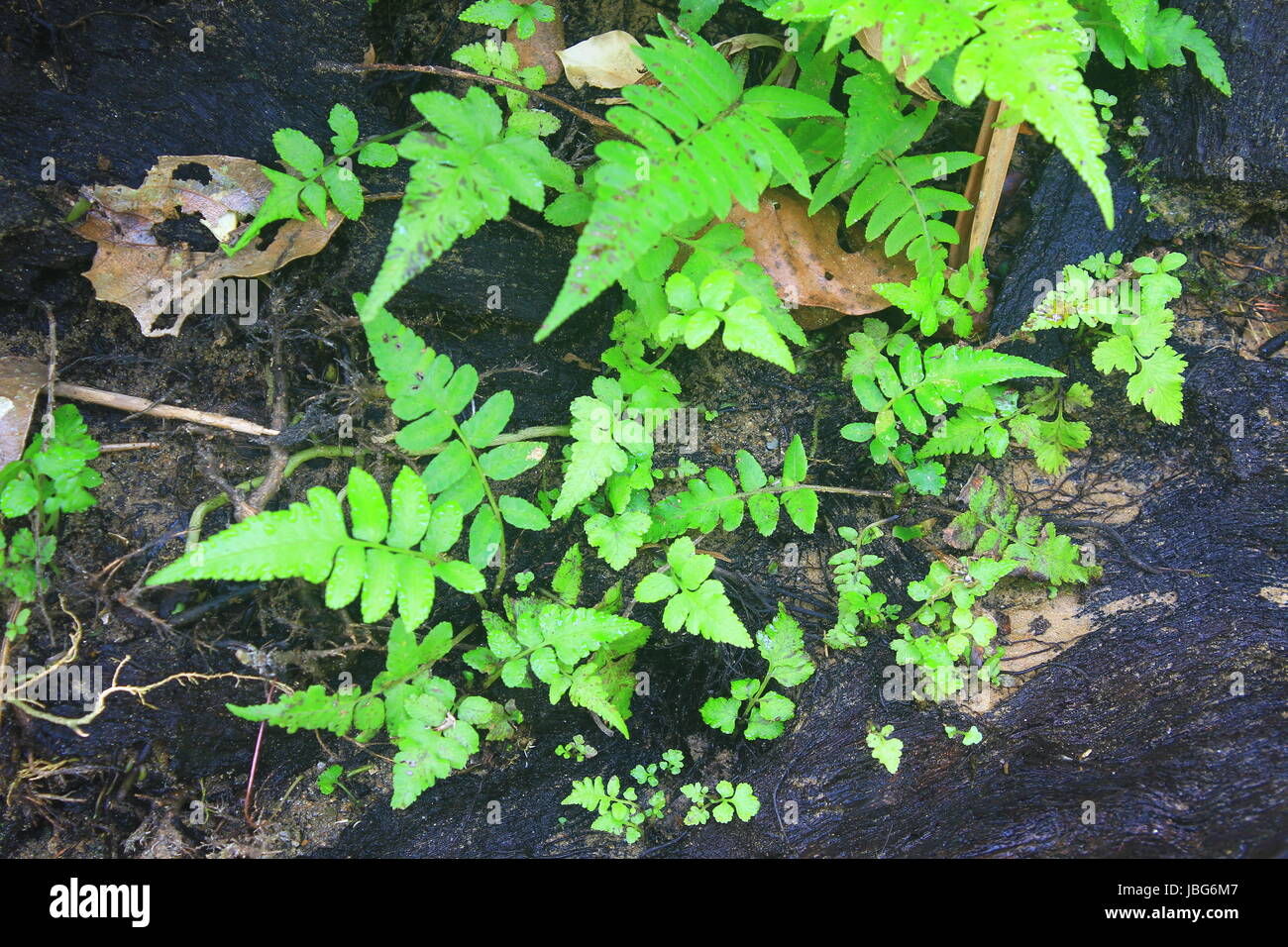 Forest ferns and fallen log in deep forest Stock Photo - Alamy