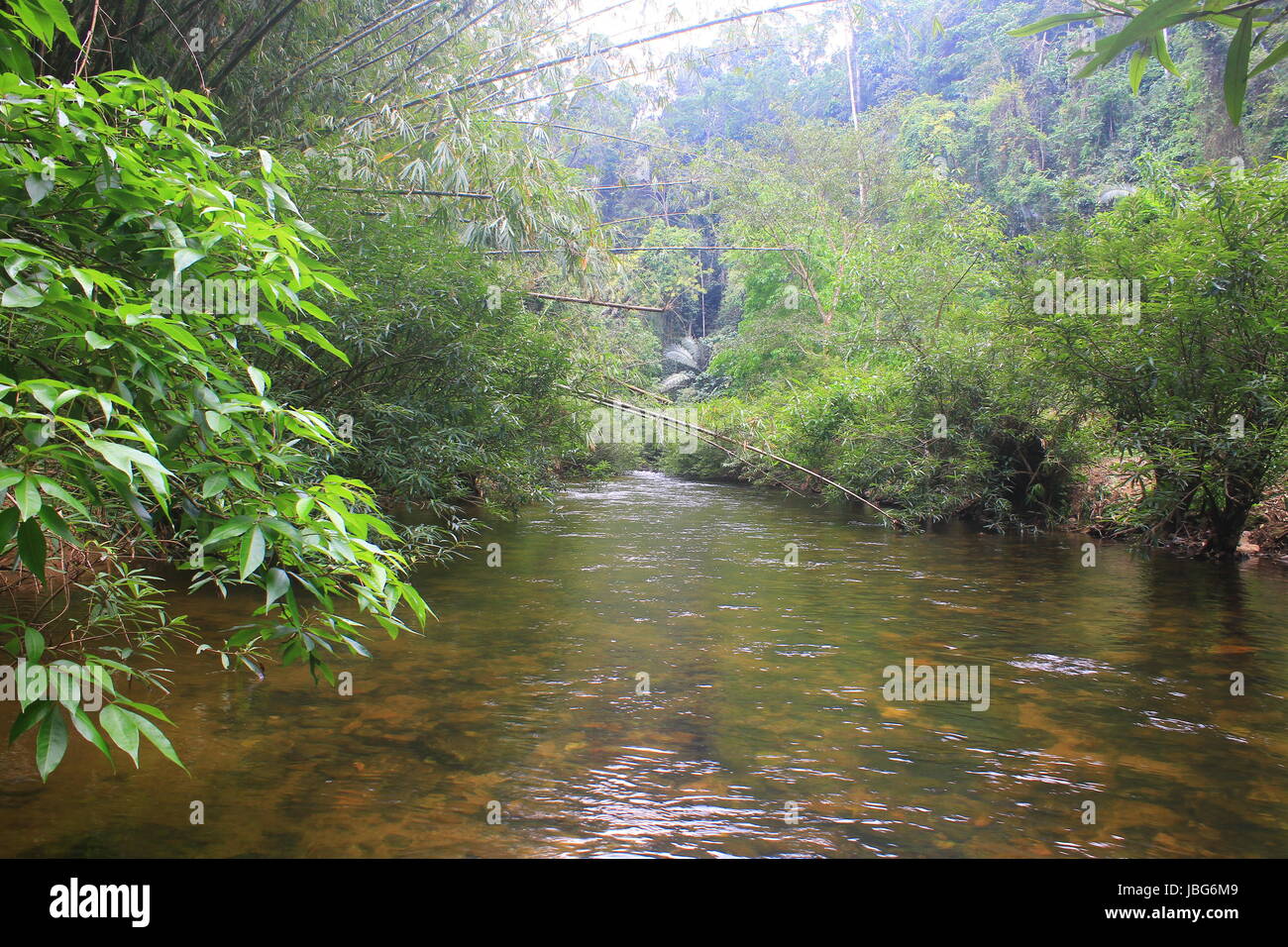 River in deep forest, river in evergreen forest in Thailand Stock Photo ...