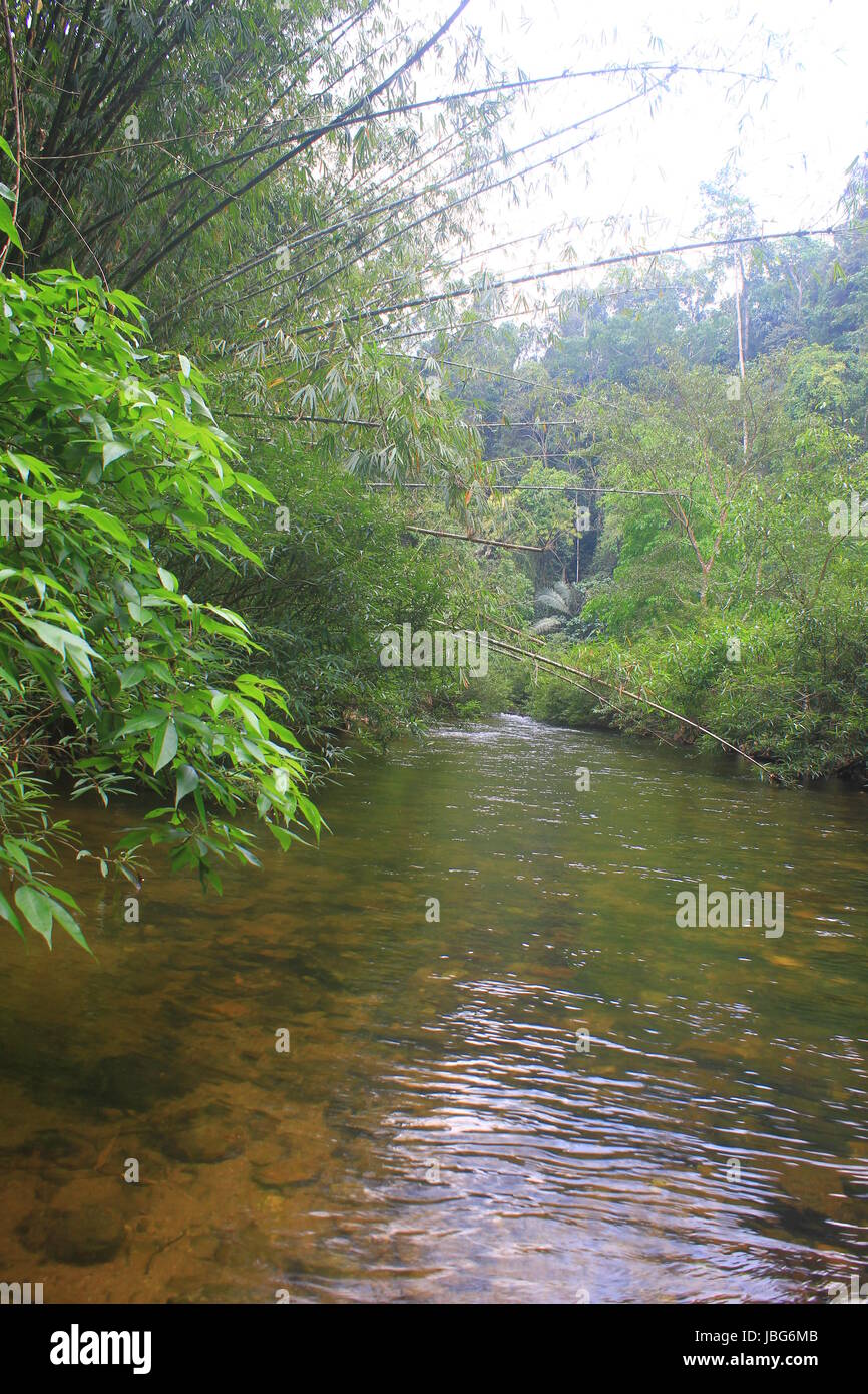 River in deep forest, river in evergreen forest in Thailand Stock Photo ...