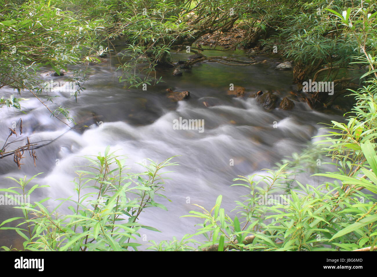 River in deep forest, river in evergreen forest in Thailand Stock Photo ...