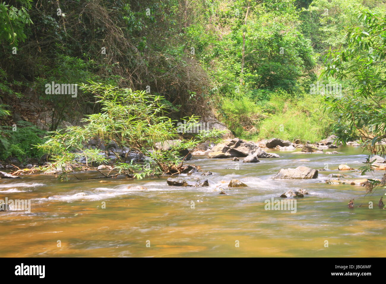 River in deep forest, river in evergreen forest in Thailand Stock Photo ...