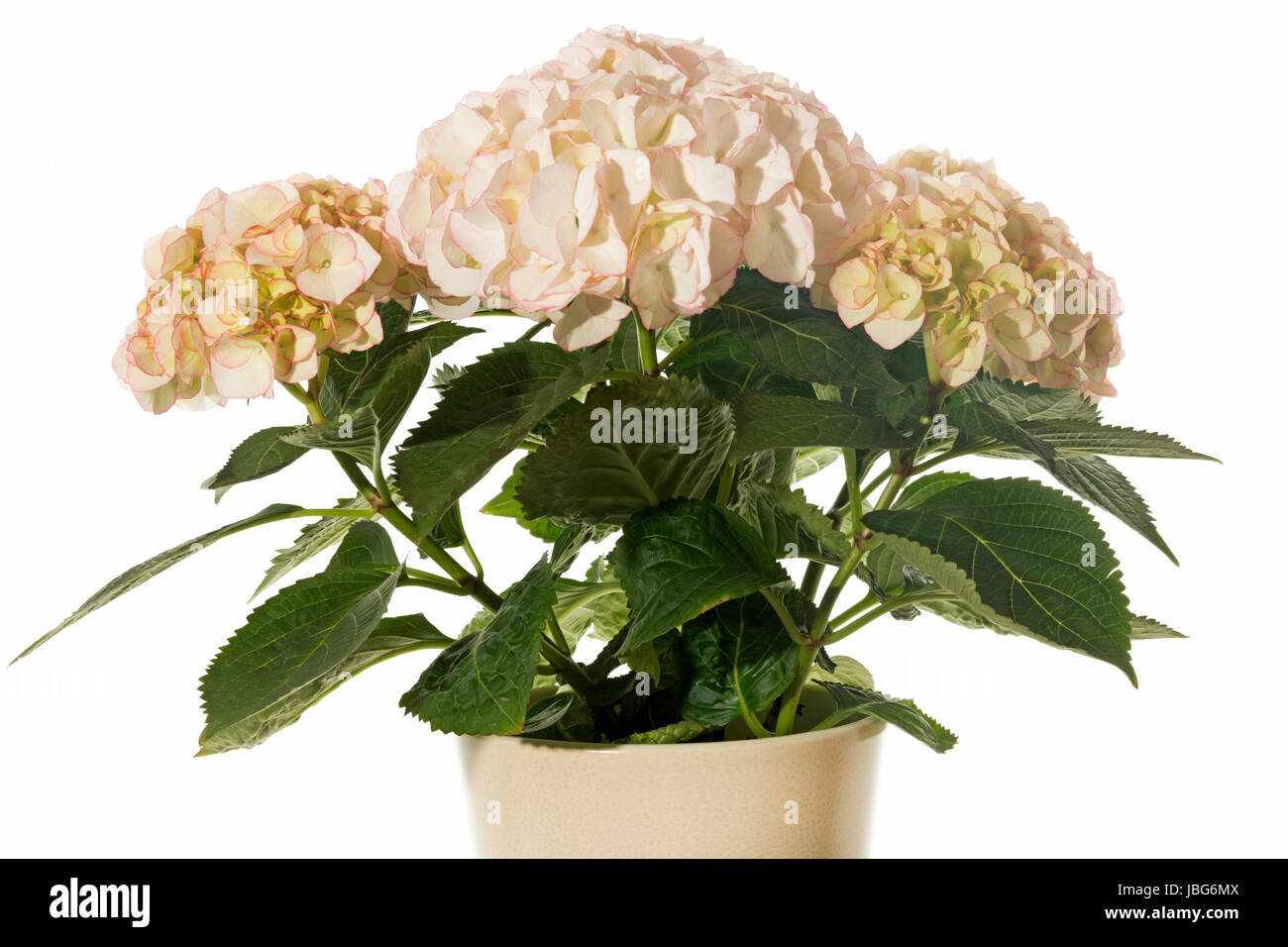 Hortensie (Hydrangea) im Topf Stock Photo - Alamy