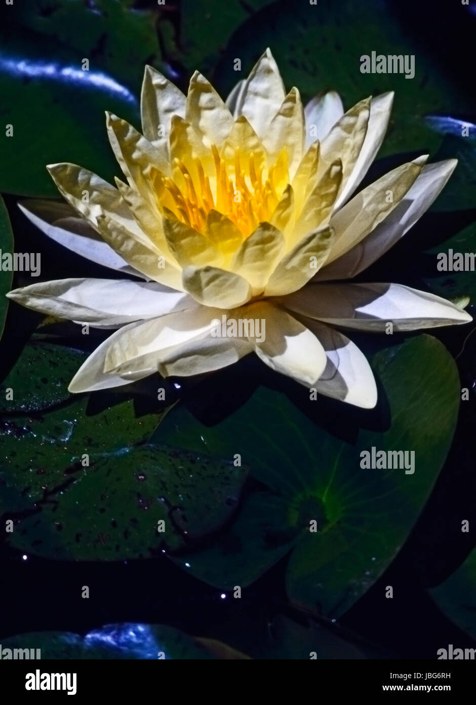 Close up of Water Lily Stock Photo - Alamy