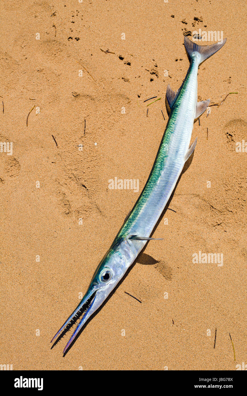 Marine garfish hi-res stock photography and images - Alamy