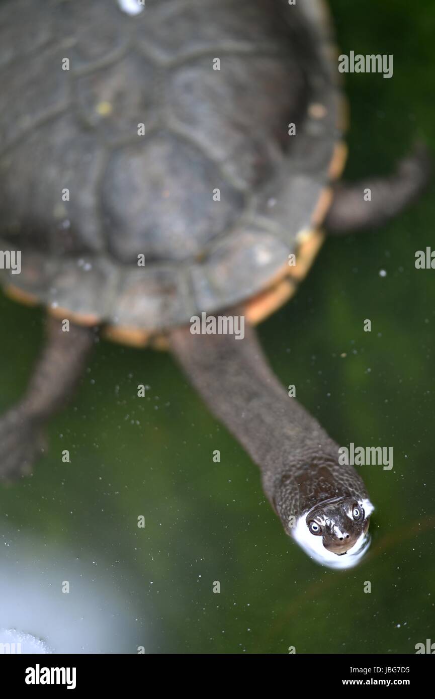 A close up shot of an Australian Murray River Turtle or Short Neck ...