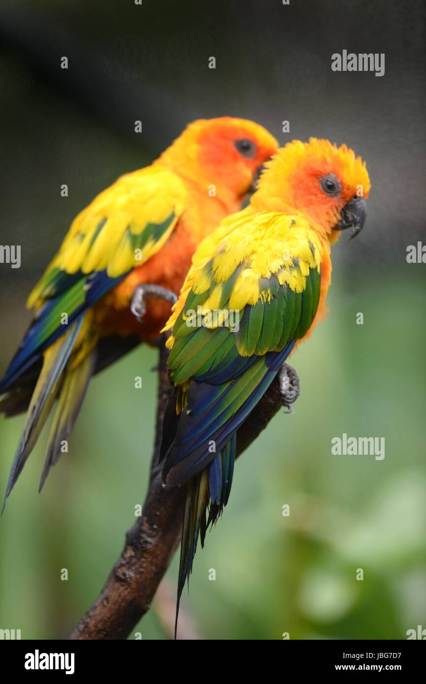 Pet sun conures hi-res stock photography and images - Alamy
