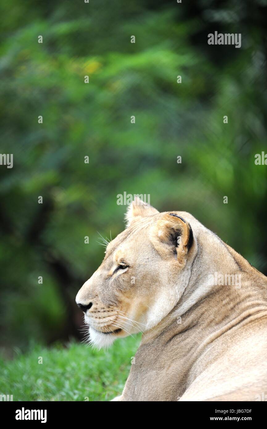 A close up shot of an African Lion Stock Photo - Alamy