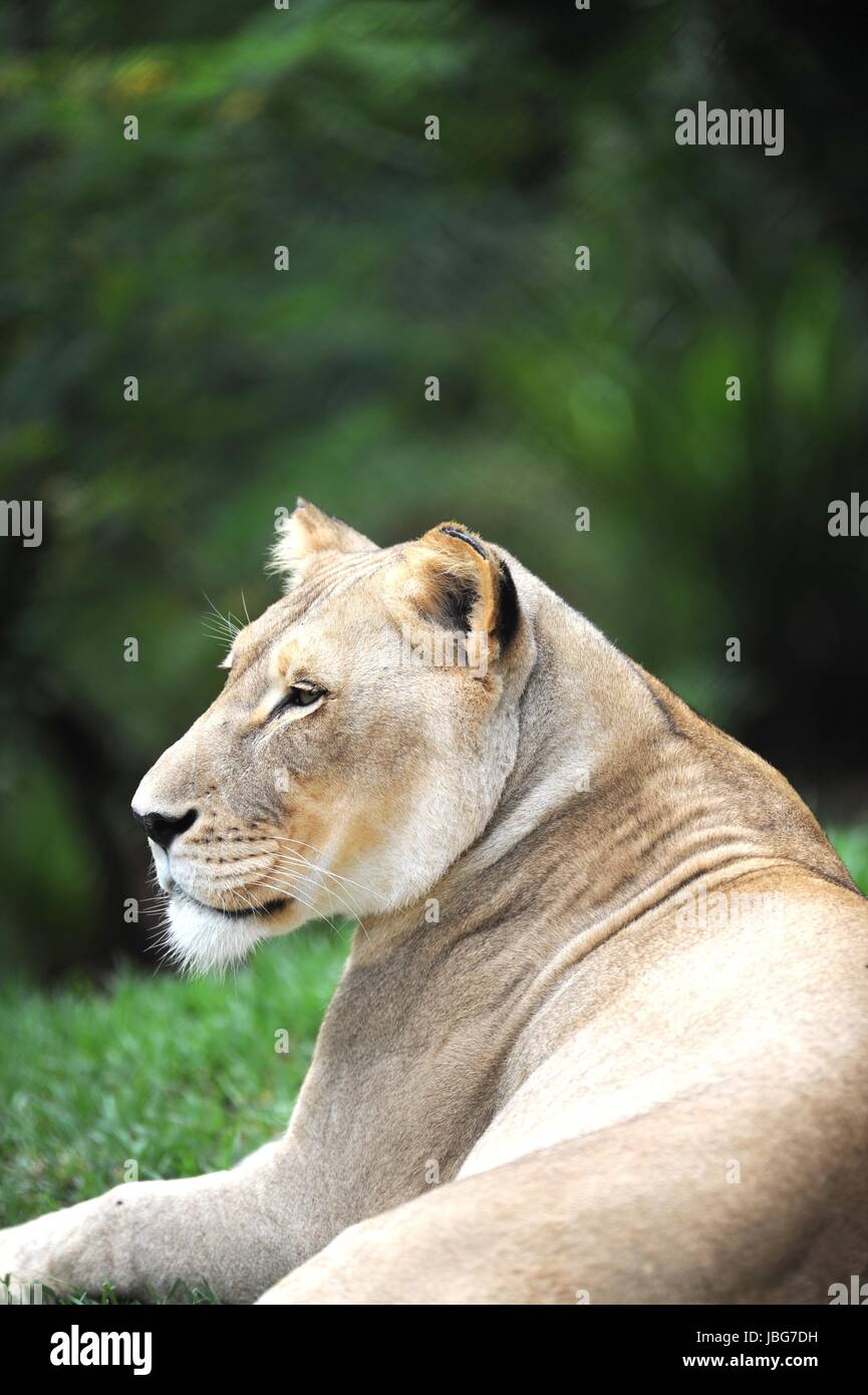 A close up shot of an African Lion Stock Photo - Alamy