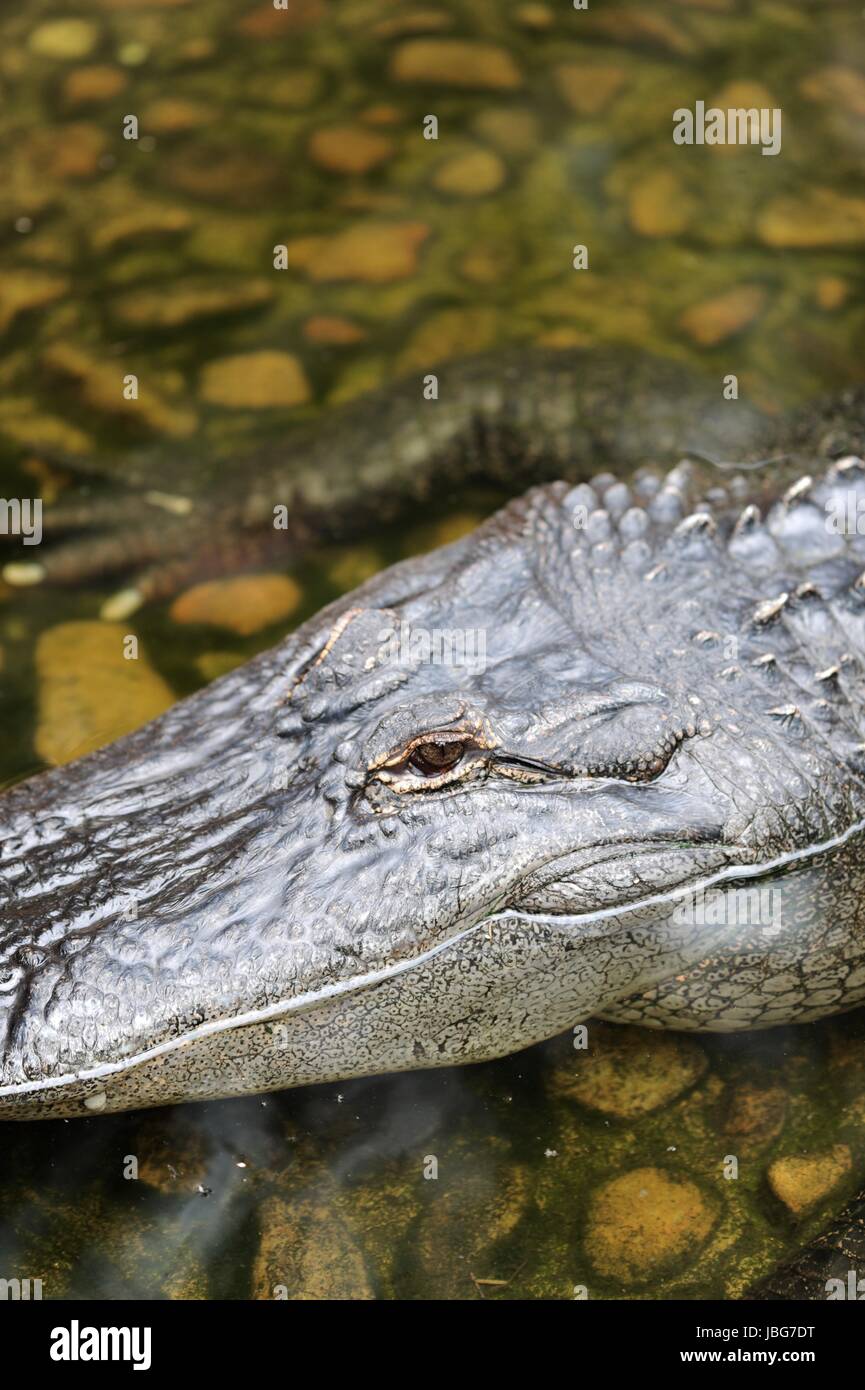 A close up shot of an American Alligator Stock Photo - Alamy