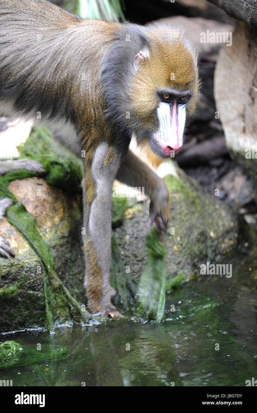 A wildlife shot of a mandrill in captivity Stock Photo - Alamy