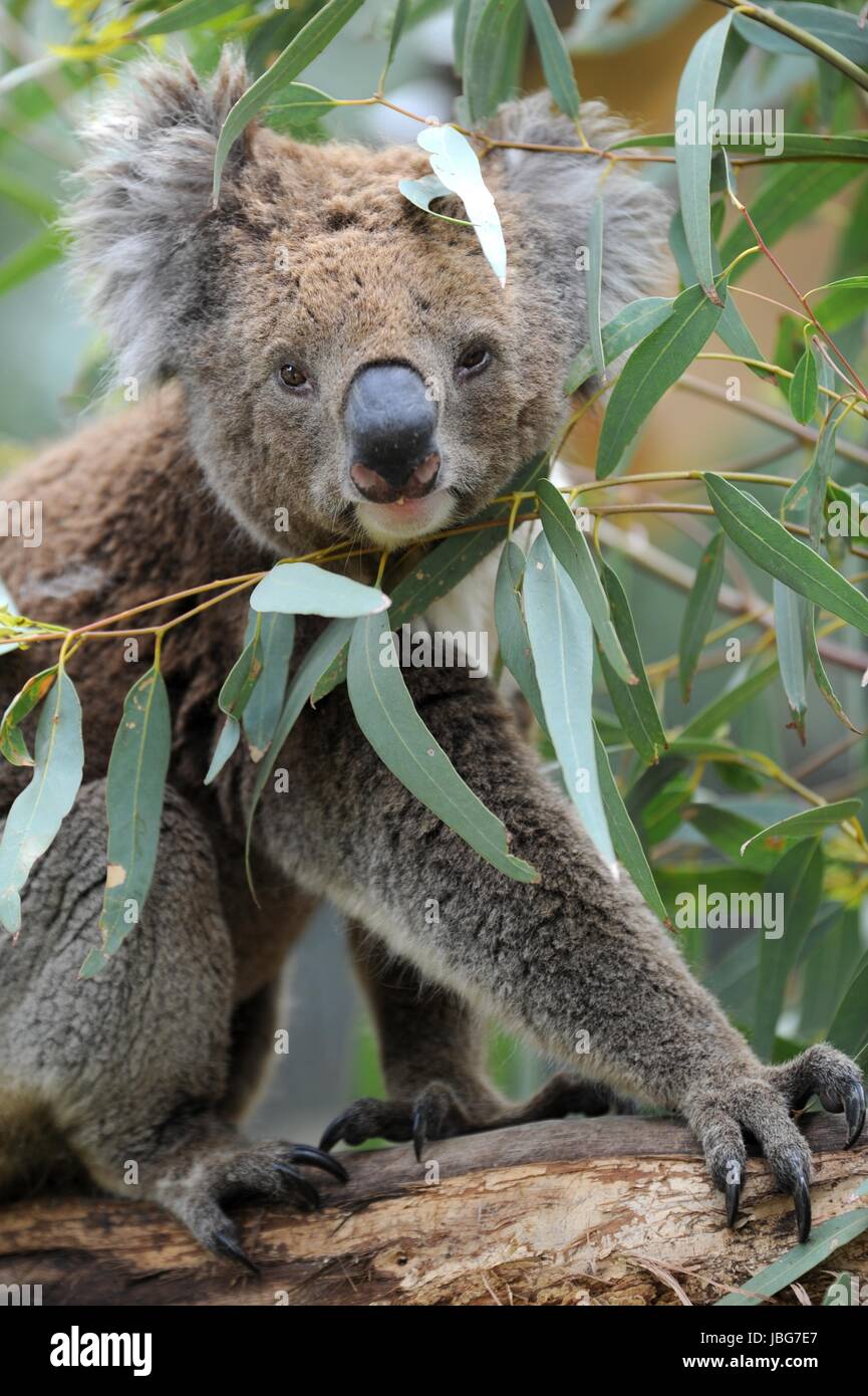An Australian Koala in its natural habitat Stock Photo - Alamy
