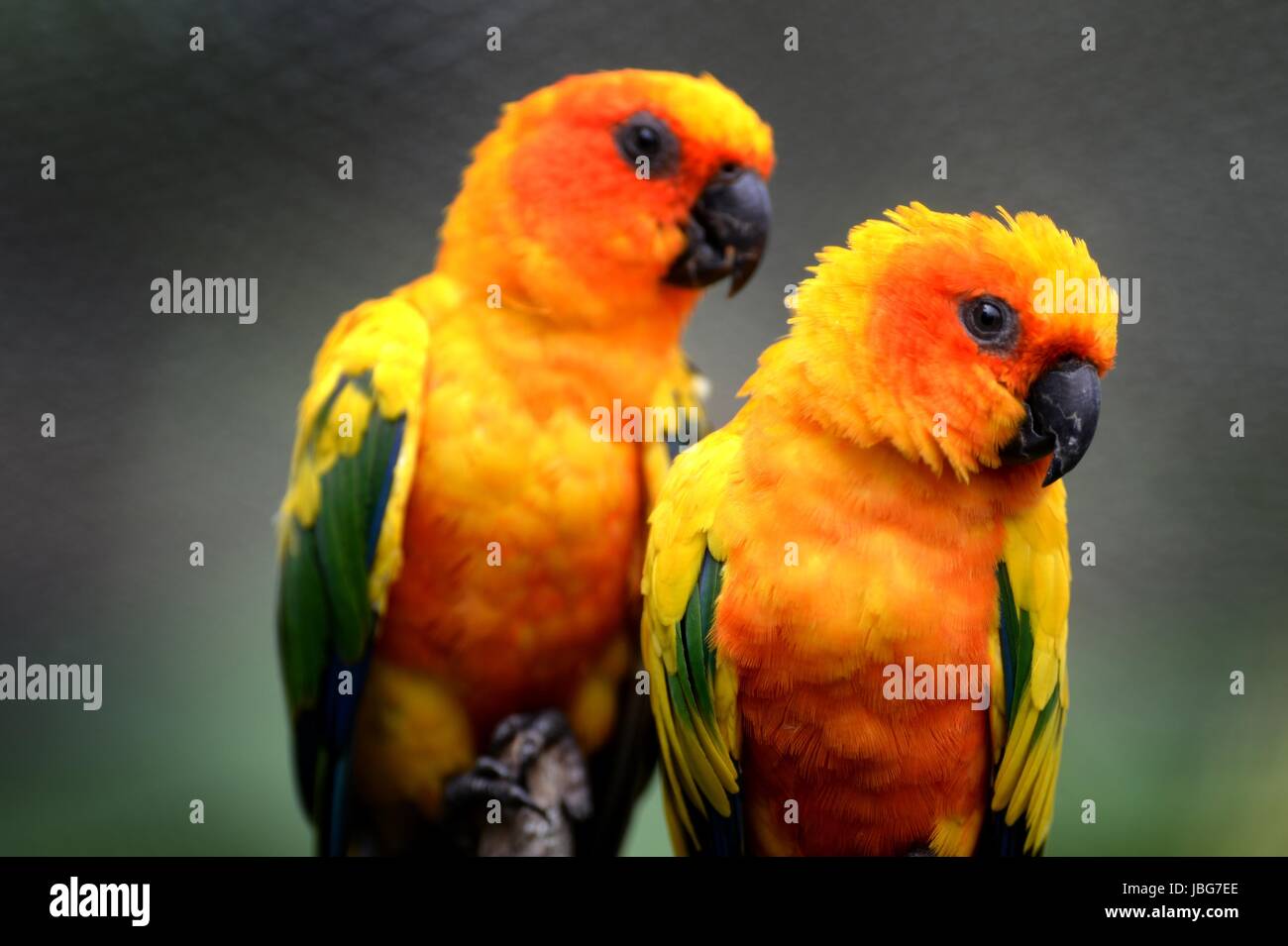 A close up shot of Conures Stock Photo - Alamy