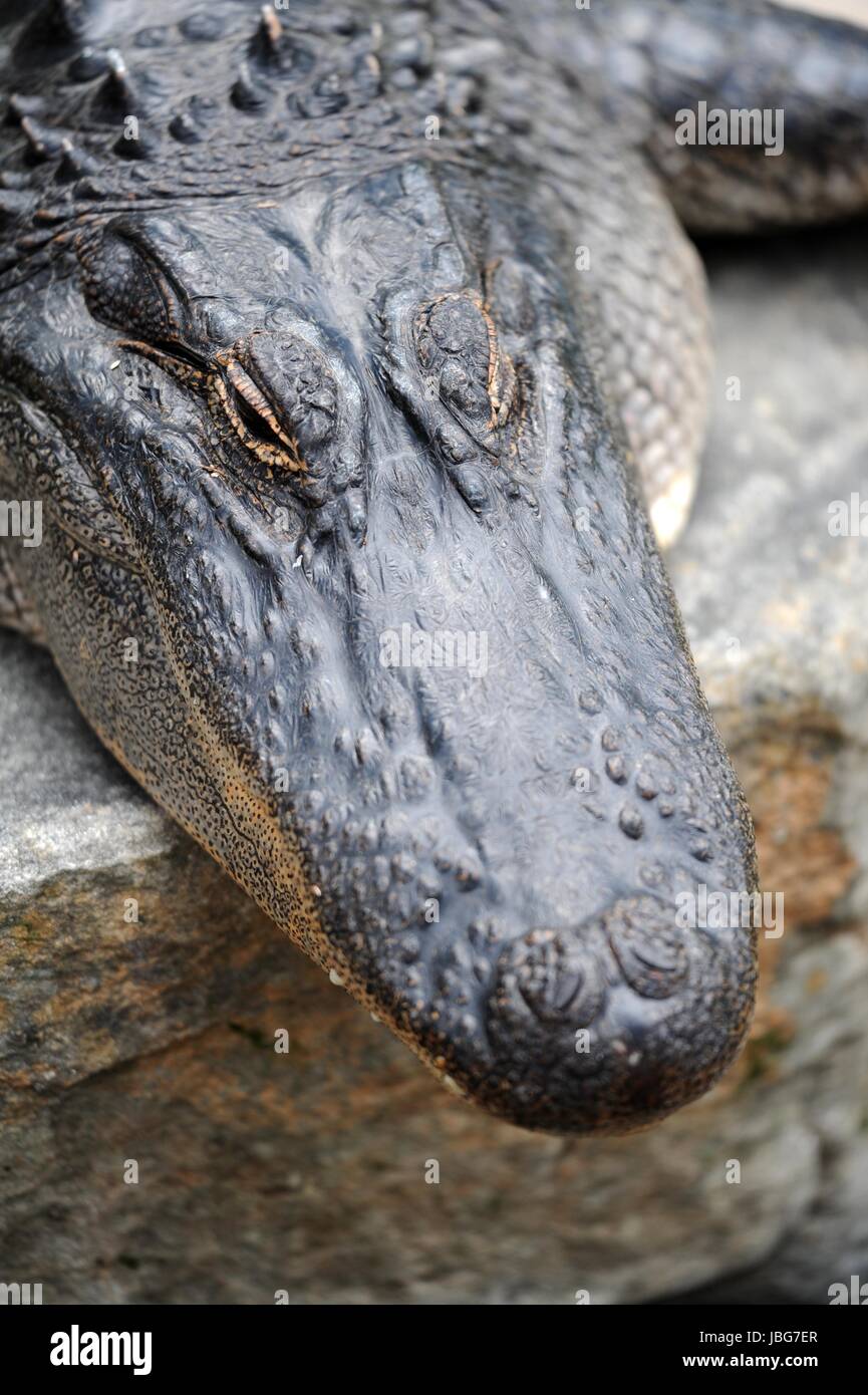 American alligator claws hi-res stock photography and images - Alamy