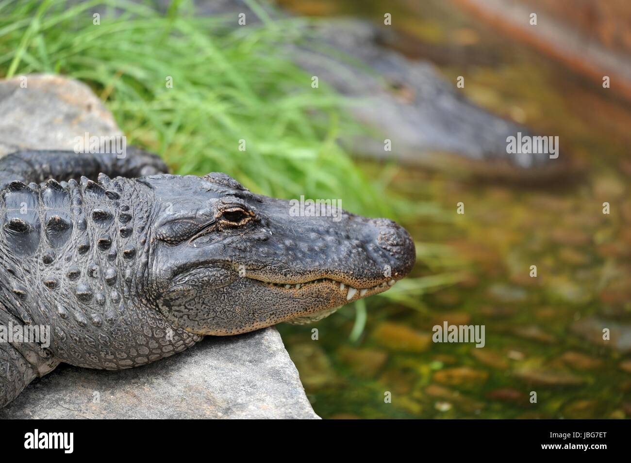 A close up shot of an American Alligator Stock Photo - Alamy