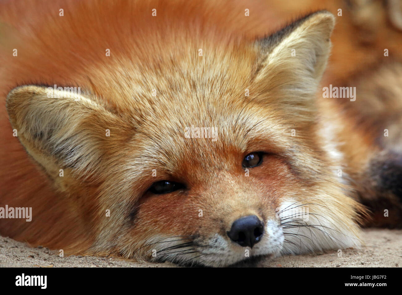 Red fox animal wise animal hi-res stock photography and images - Alamy