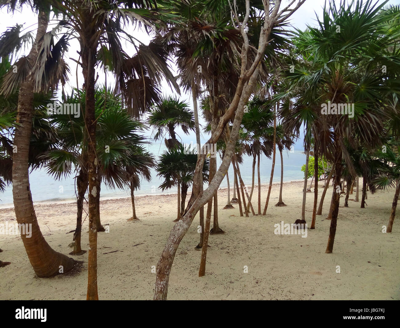 beach scenery with lots of palm trees at Soliman Bay in Mexico Stock ...