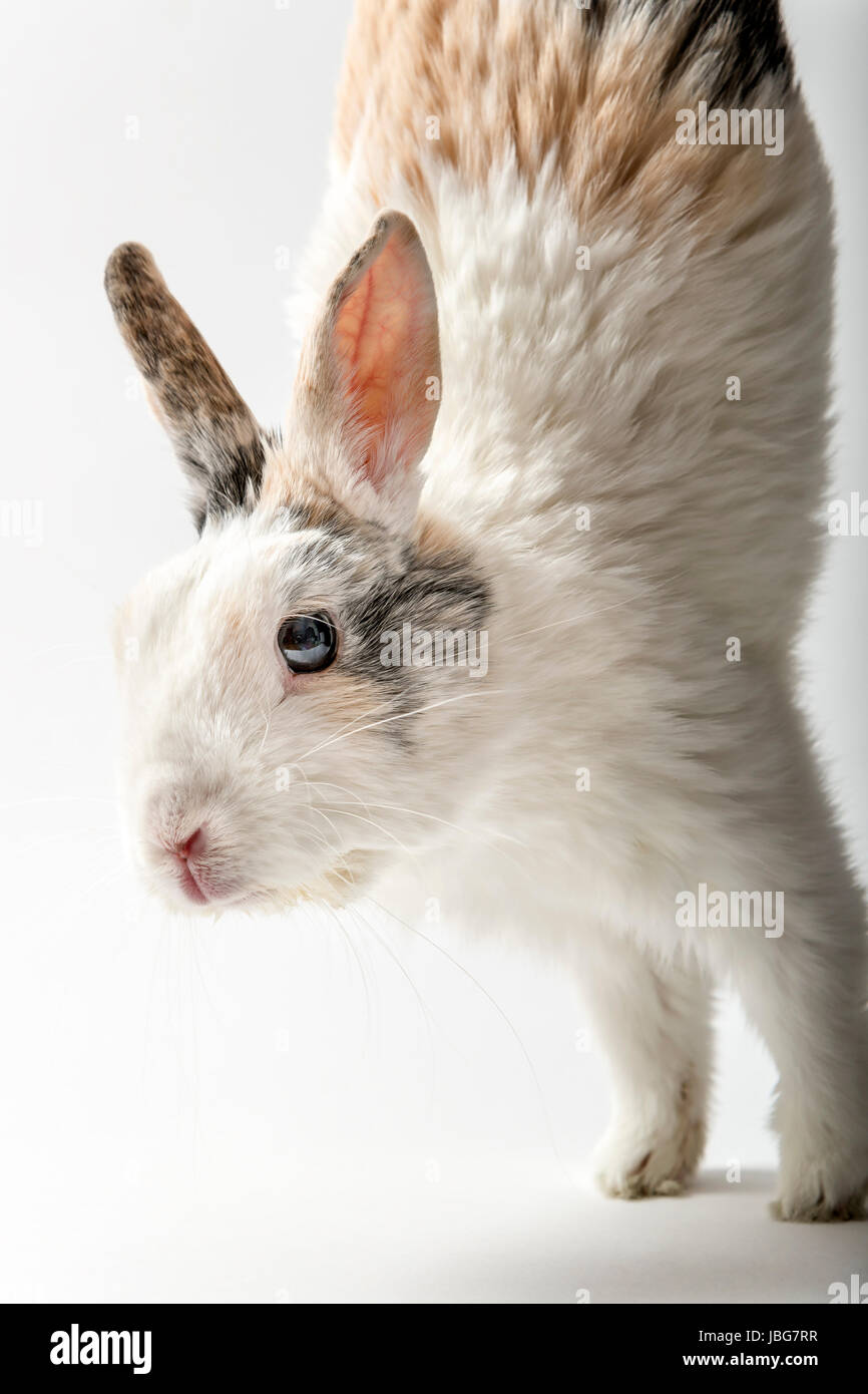 Image of a rabbit on white background Stock Photo - Alamy