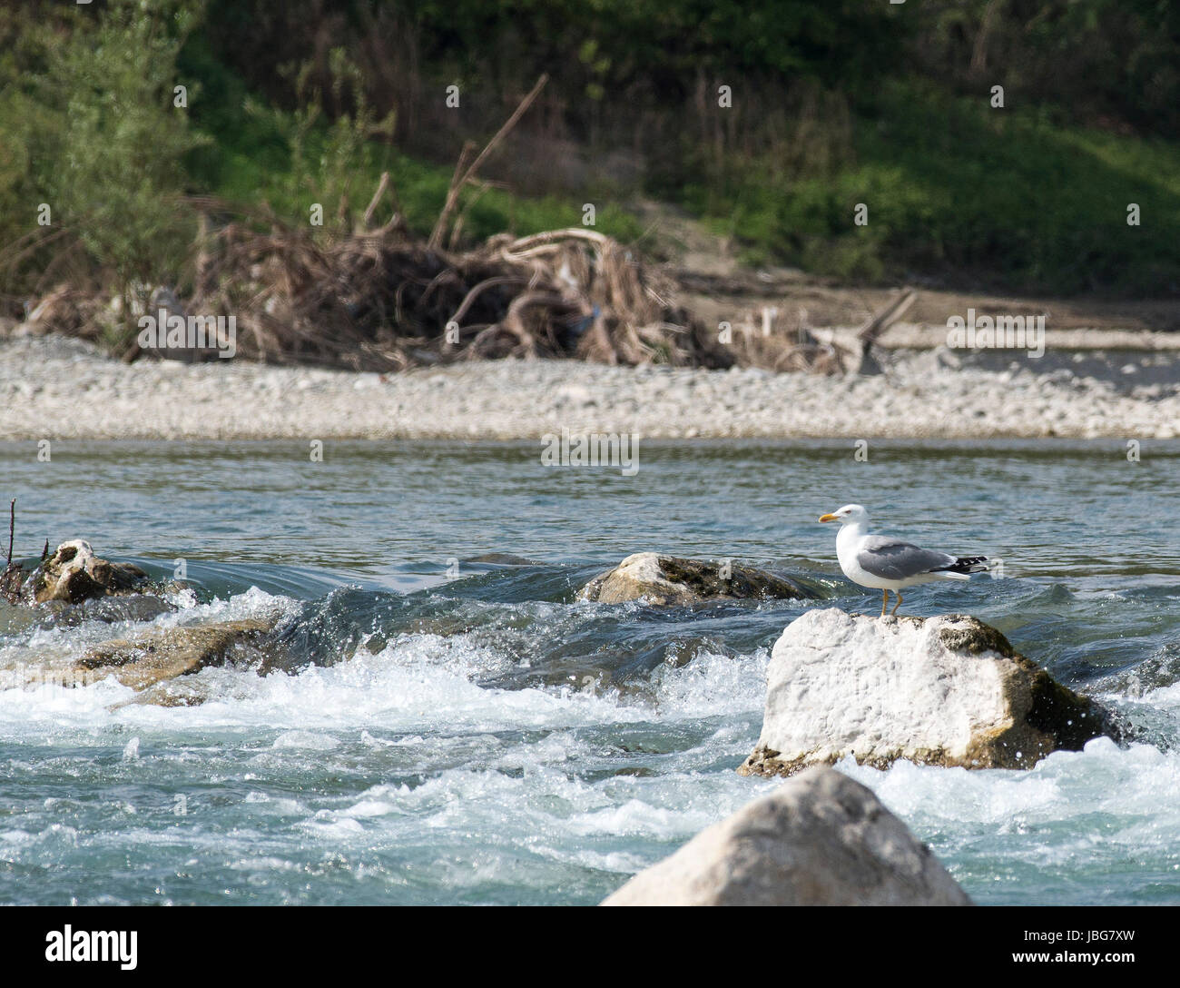 seagull in a river in la spezia Stock Photo - Alamy