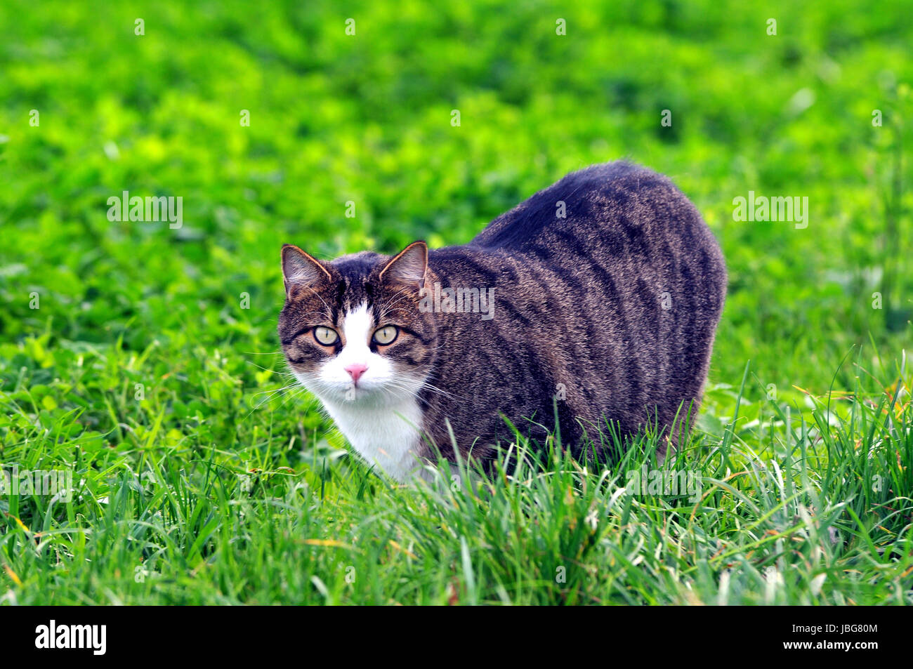 Tiger white belly hi-res stock photography and images - Alamy
