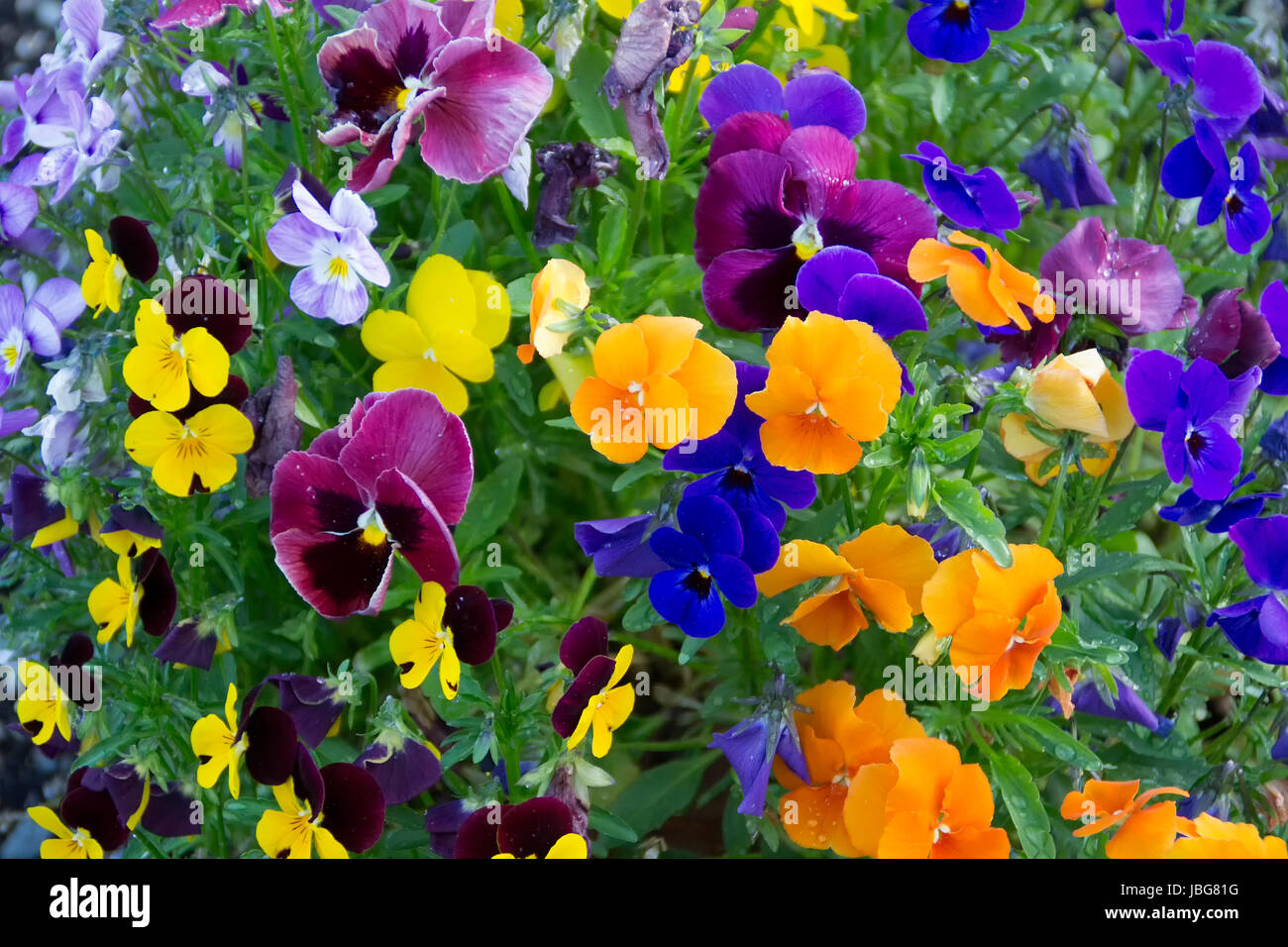 Pastel pansies hi-res stock photography and images - Alamy
