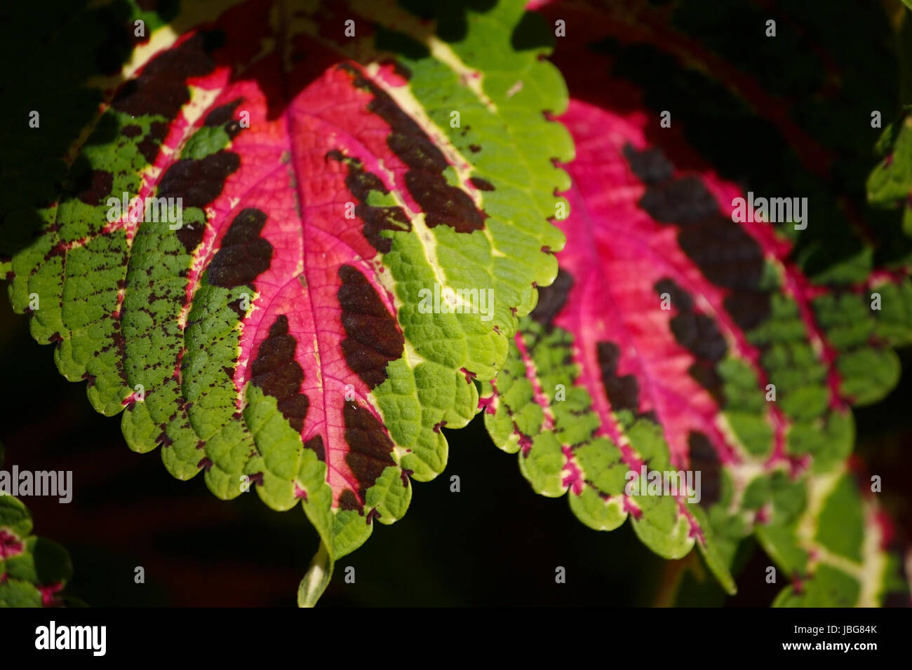 Coleus bonsai flower hi-res stock photography and images - Alamy