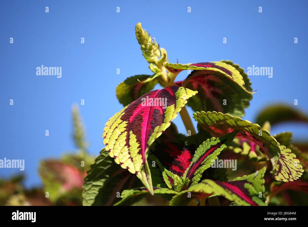 several a few Stock Photo - Alamy