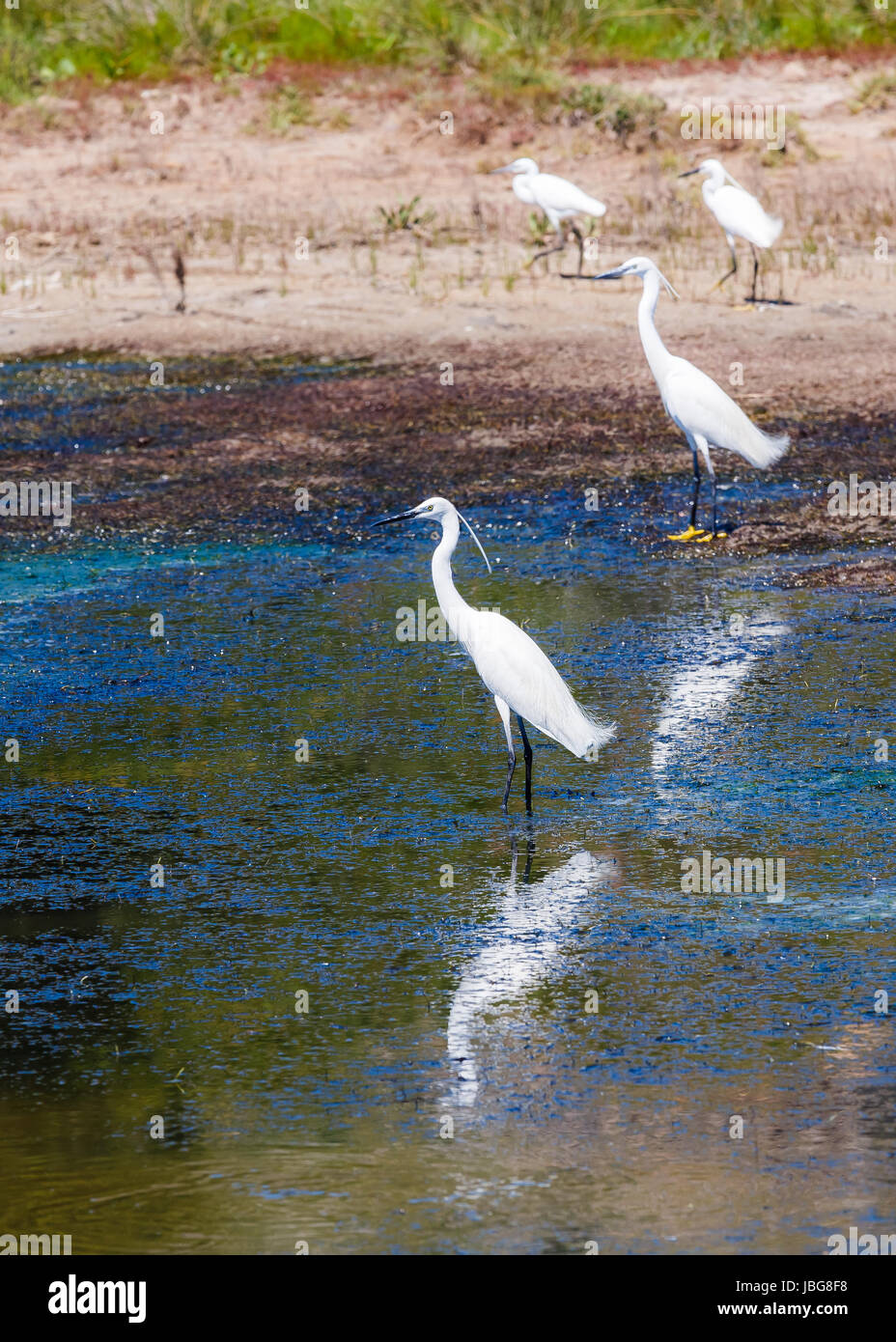 Snowy egret or great white heron (Egretta Thula) standing still in lake ...