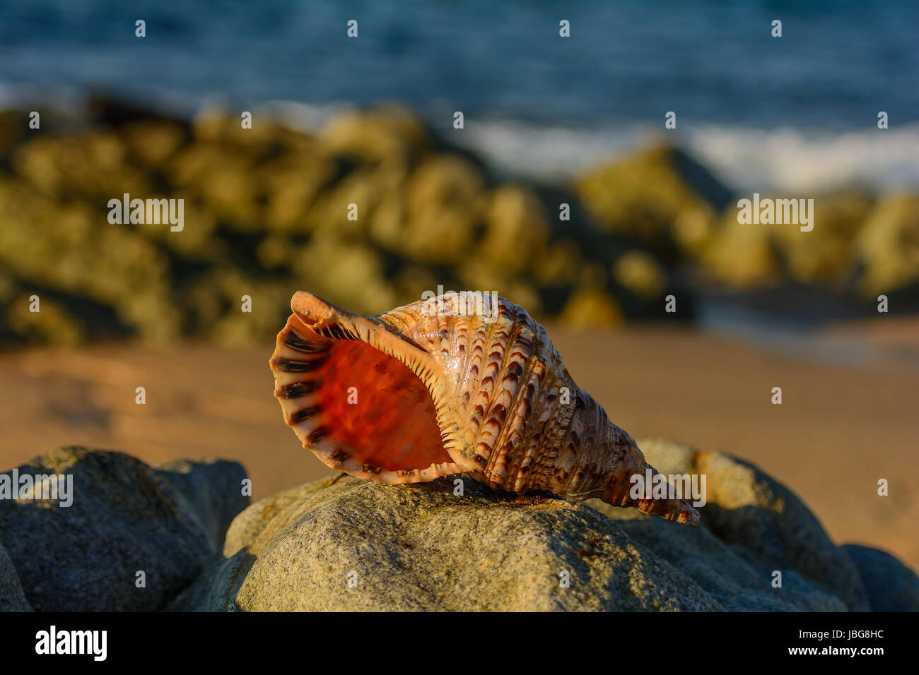Seashell beach water decoration, exotic water Stock Photo - Alamy