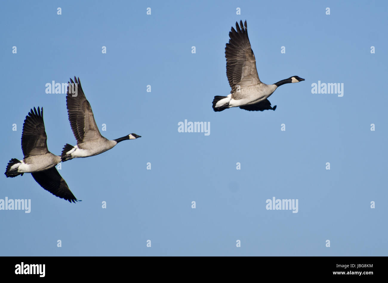 Three Canada Geese Flying in Blue Sky Stock Photo - Alamy