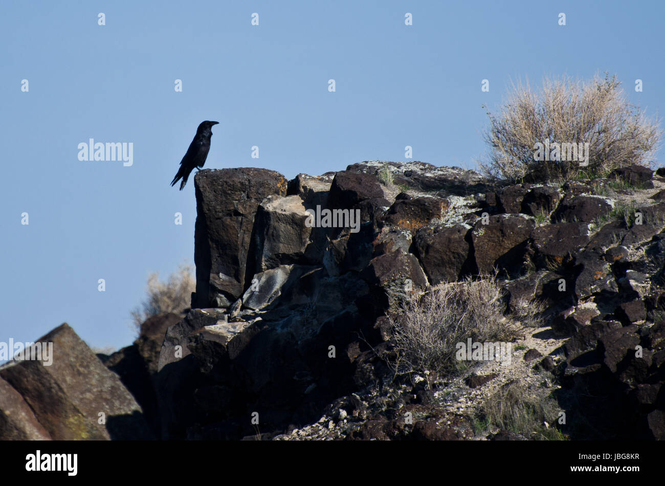 Raven on rocks hi-res stock photography and images - Alamy