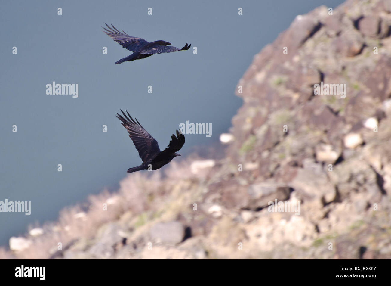 Two ravens flying hi-res stock photography and images - Alamy