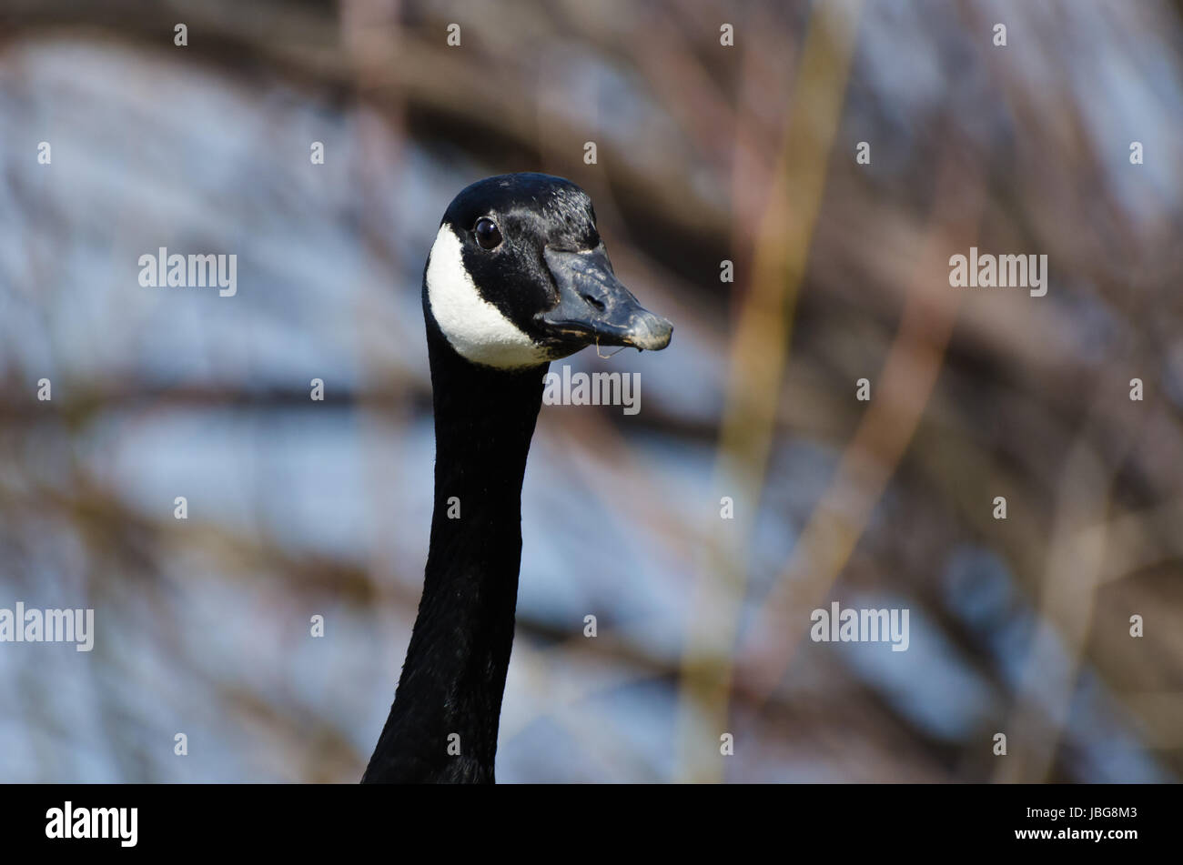 Close Up Profile of Canada Goose Stock Photo - Alamy