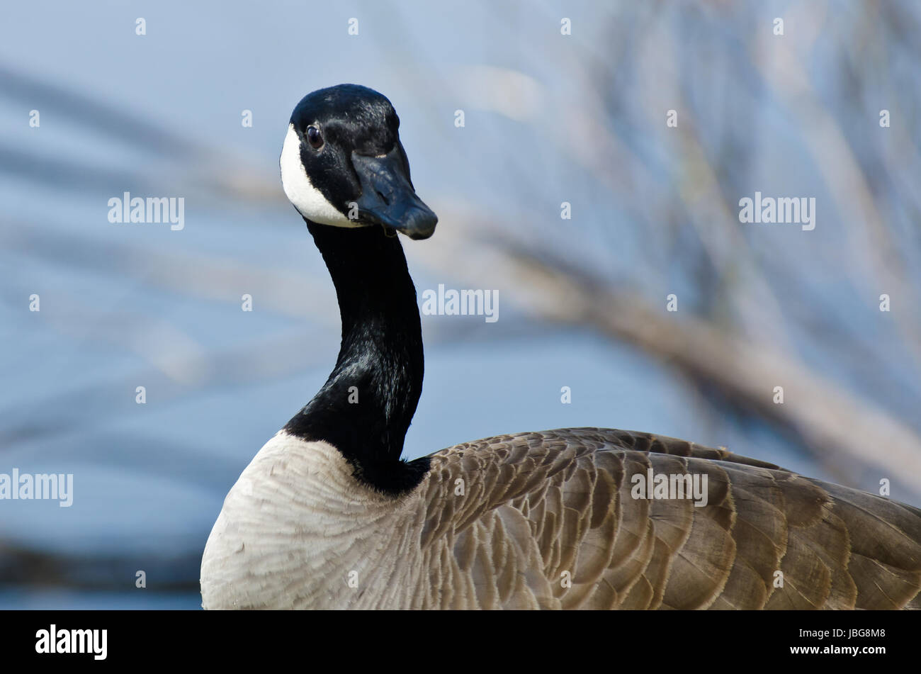 Close Up Profile of Canada Goose Stock Photo - Alamy
