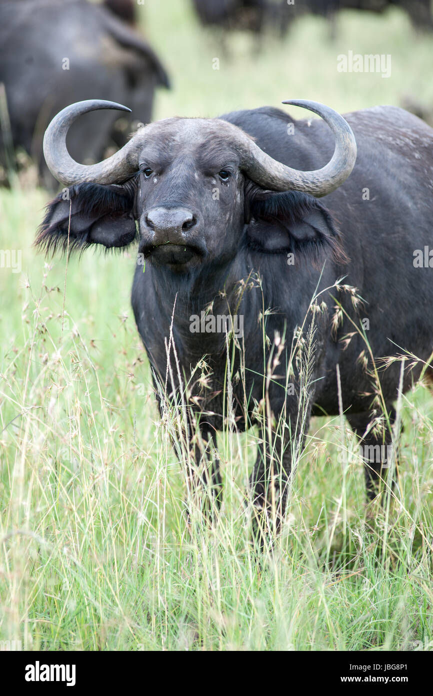 big buffalo in the savannah of africa Stock Photo - Alamy