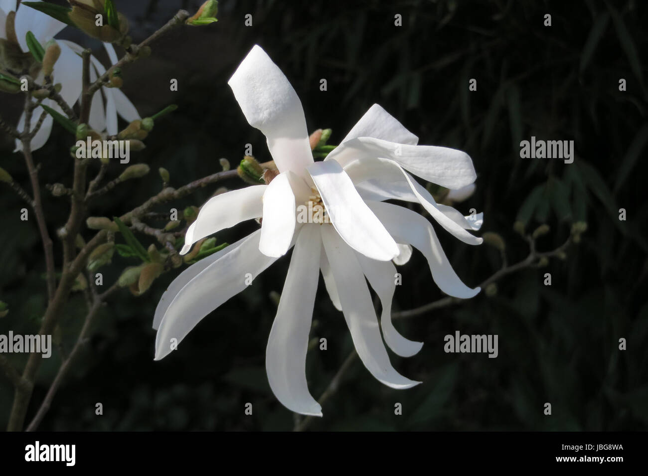 Star bloom hi-res stock photography and images - Alamy