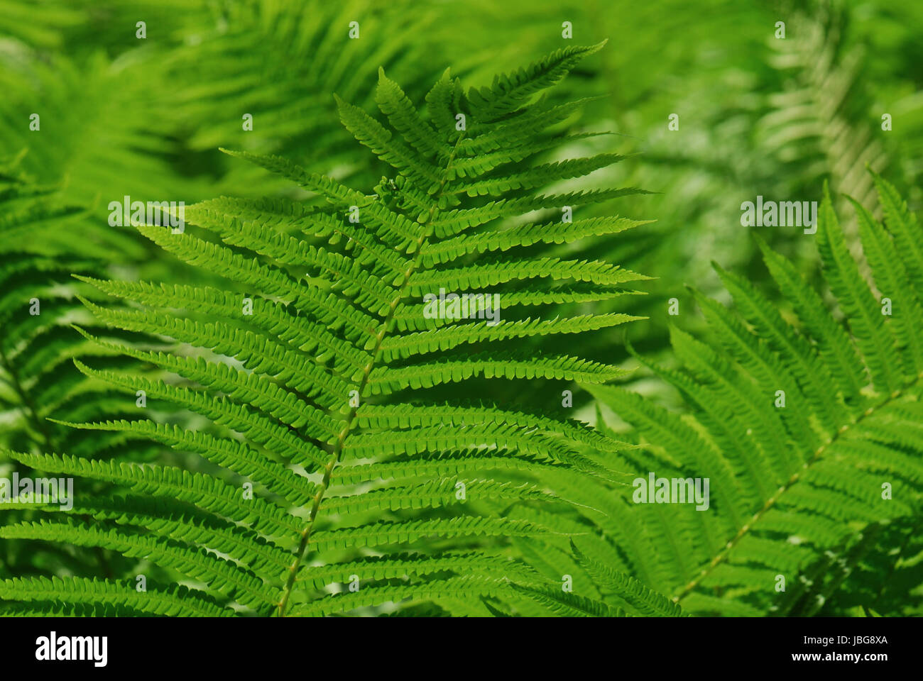 close up view garden Stock Photo - Alamy
