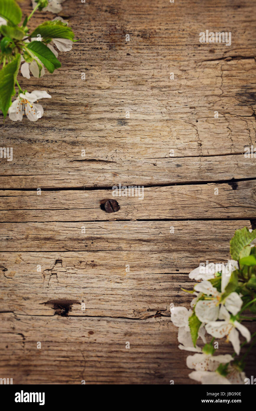 Spring background- Spring flowers. Cherry Blossom on wood Stock Photo ...