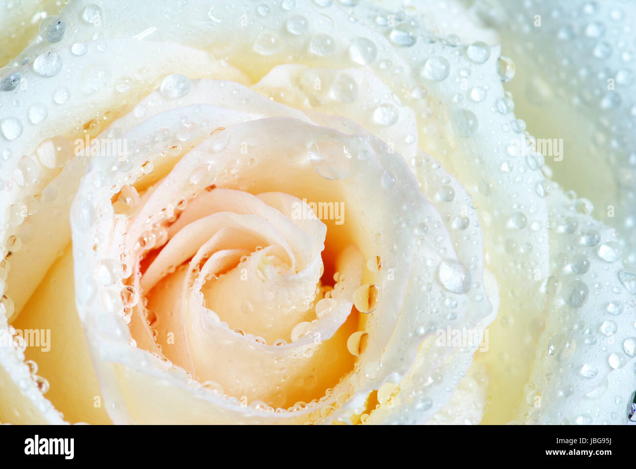 macro of white rose with water drops Stock Photo - Alamy