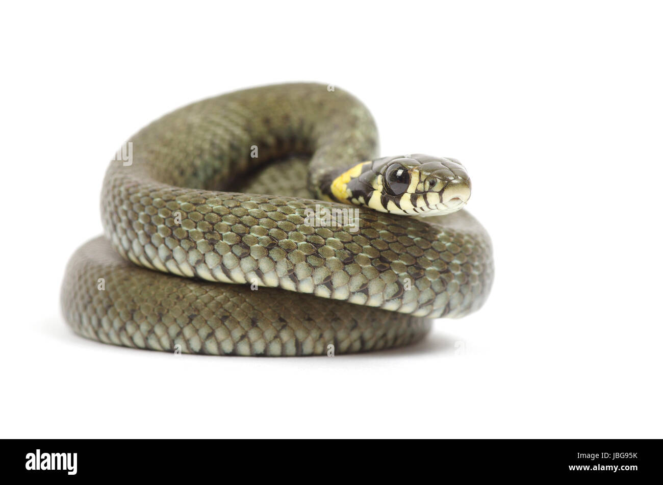 snake isolated on white background Stock Photo - Alamy