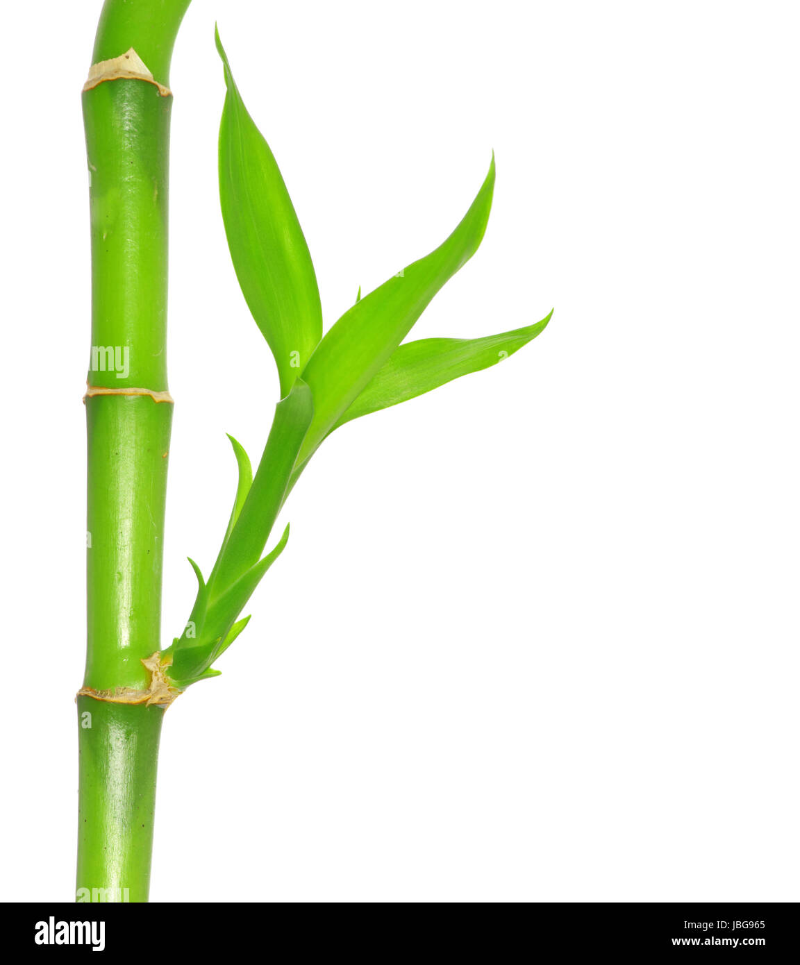 Bamboo isolated on a white background Stock Photo - Alamy
