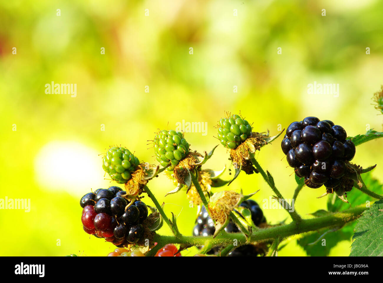Ripening blackberries in a garden Stock Photo - Alamy