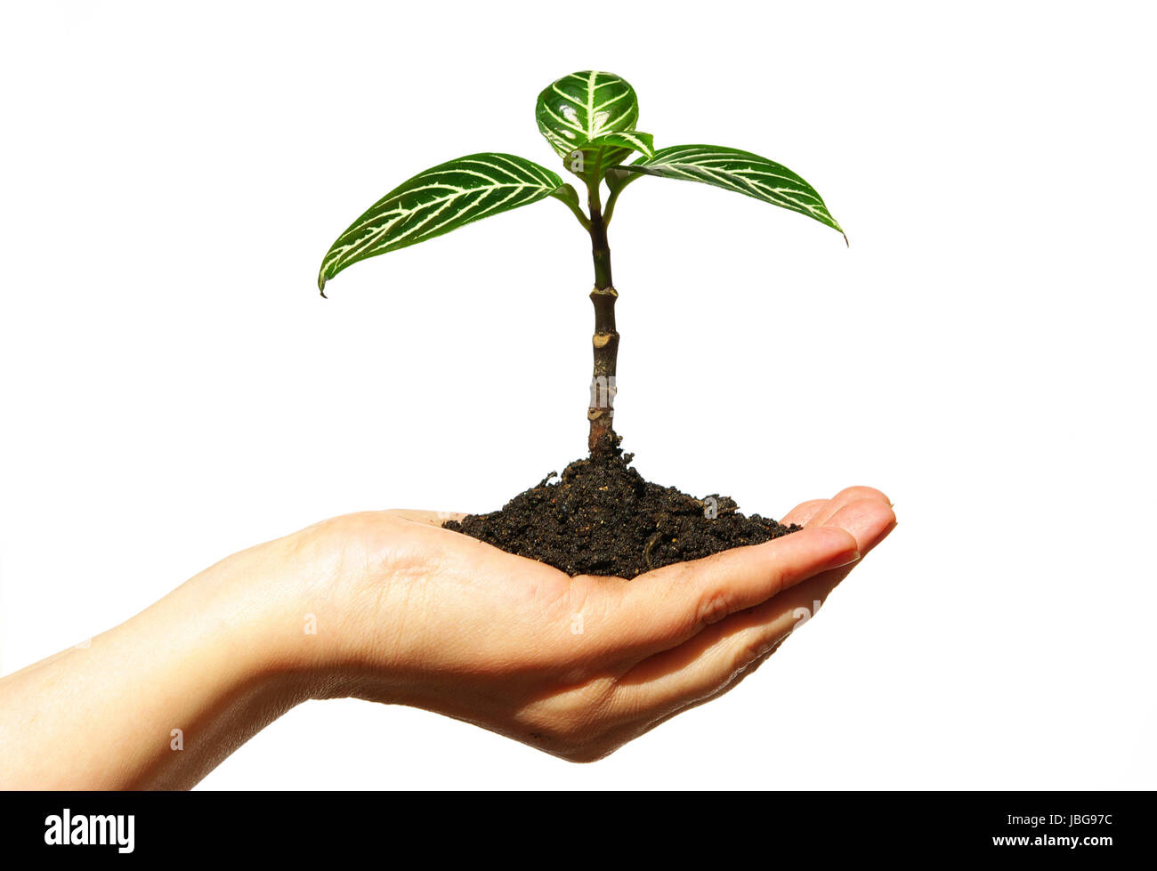 plant in the hand on white background Stock Photo - Alamy