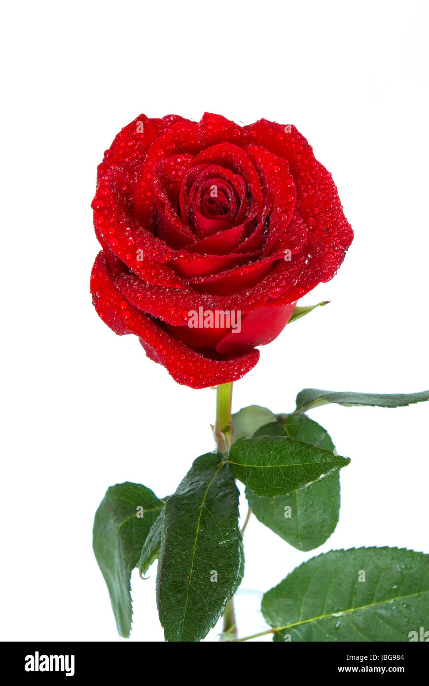 beautiful red rose on a white background Stock Photo - Alamy