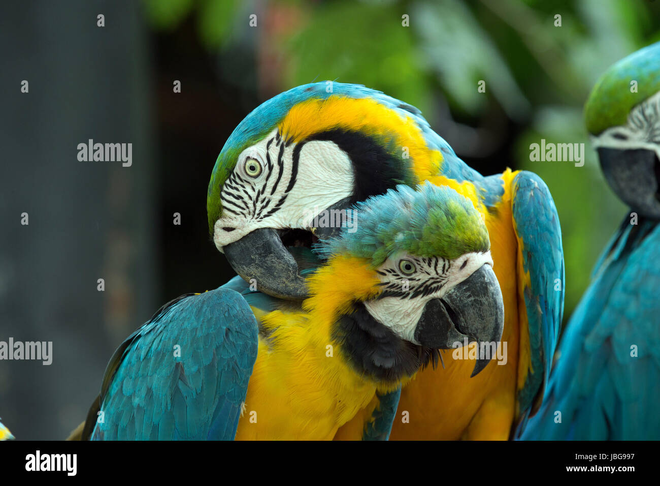 Pair of colorful Macaws parrots Stock Photo - Alamy